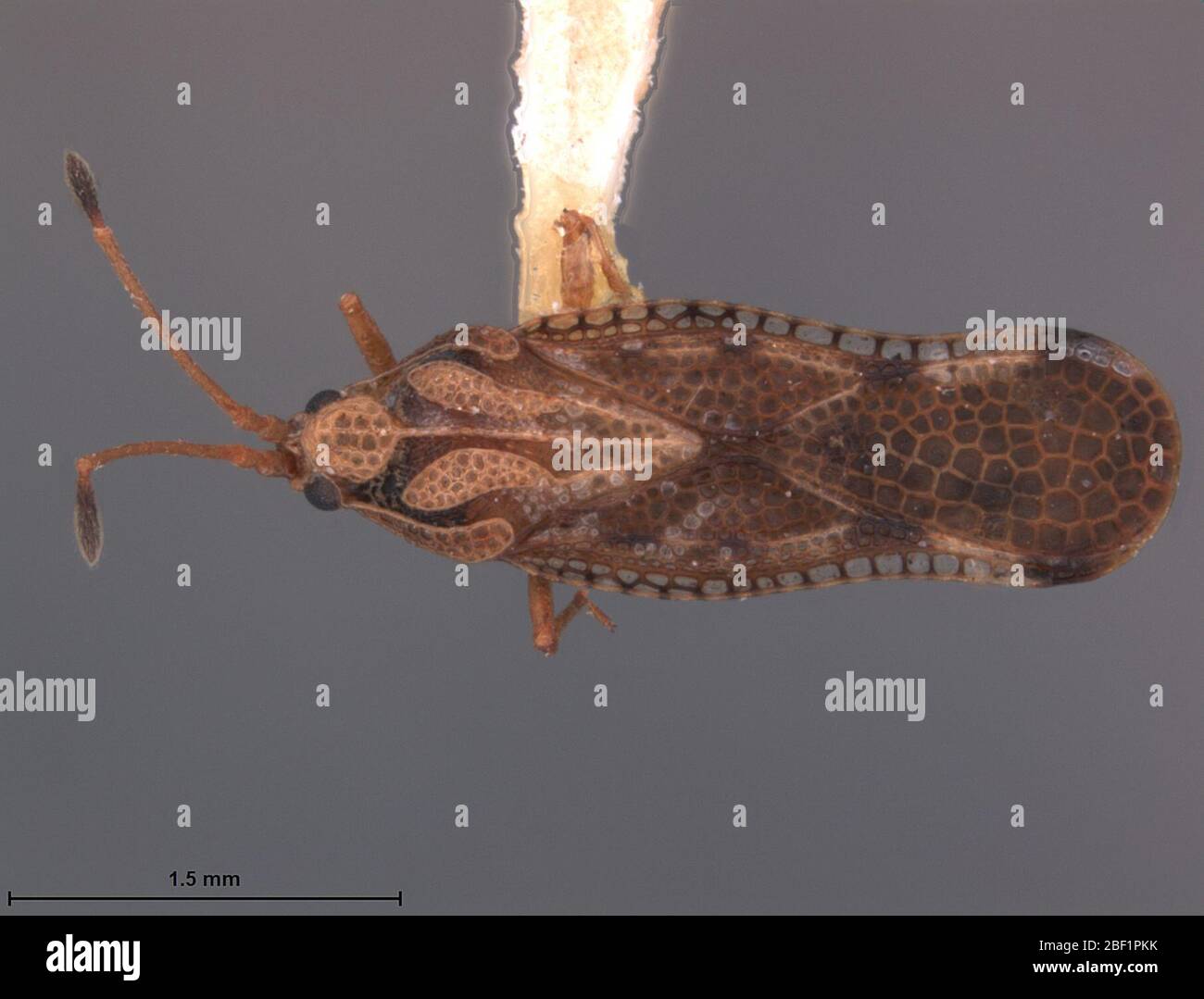 Popla hi-res stock photography and images - Alamy