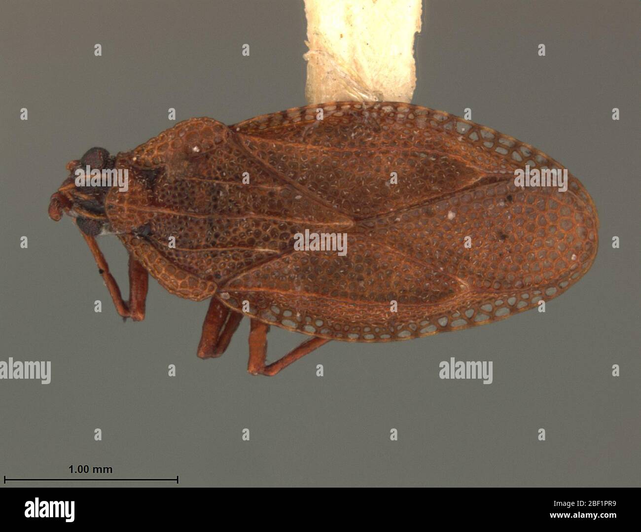 Veteris High Resolution Stock Photography and Images - Alamy