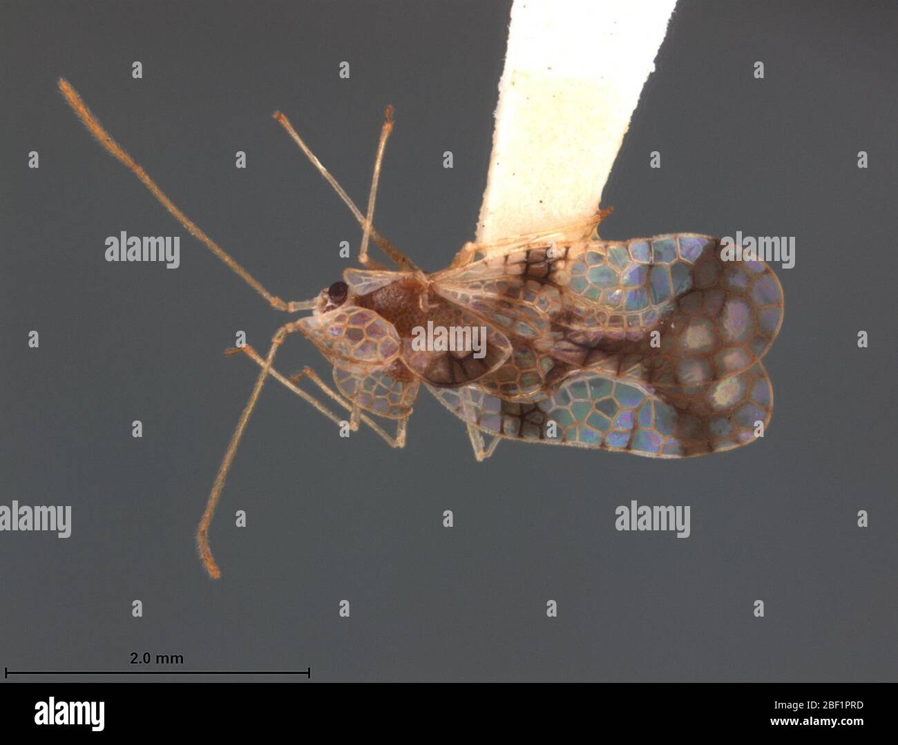 Stephanitis hi-res stock photography and images - Alamy