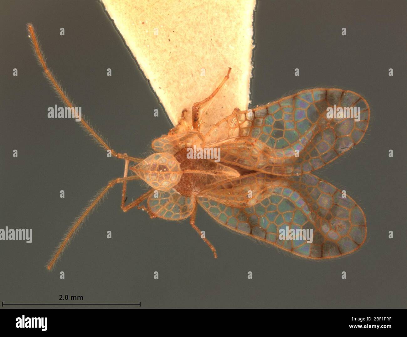 Stephanitis hi-res stock photography and images - Alamy