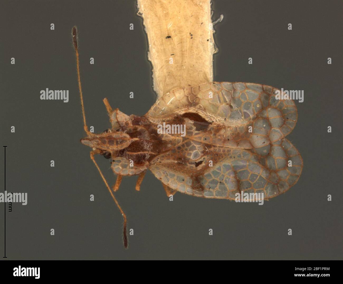 Stephanitis hi-res stock photography and images - Alamy