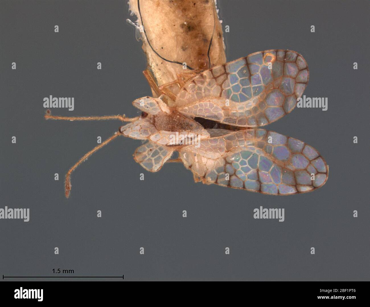 Stephanitis High Resolution Stock Photography and Images - Alamy