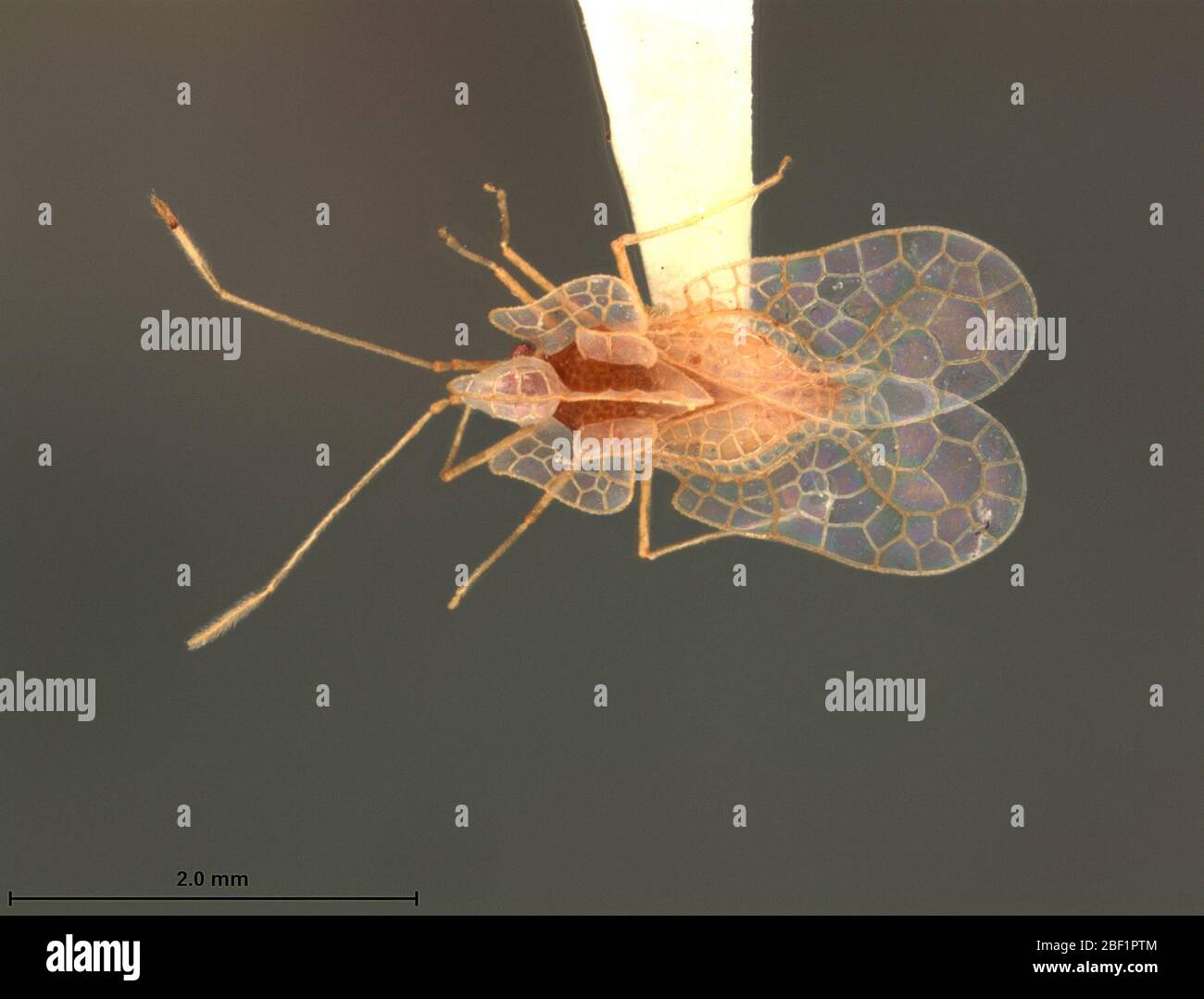 Stephanitis hi-res stock photography and images - Alamy