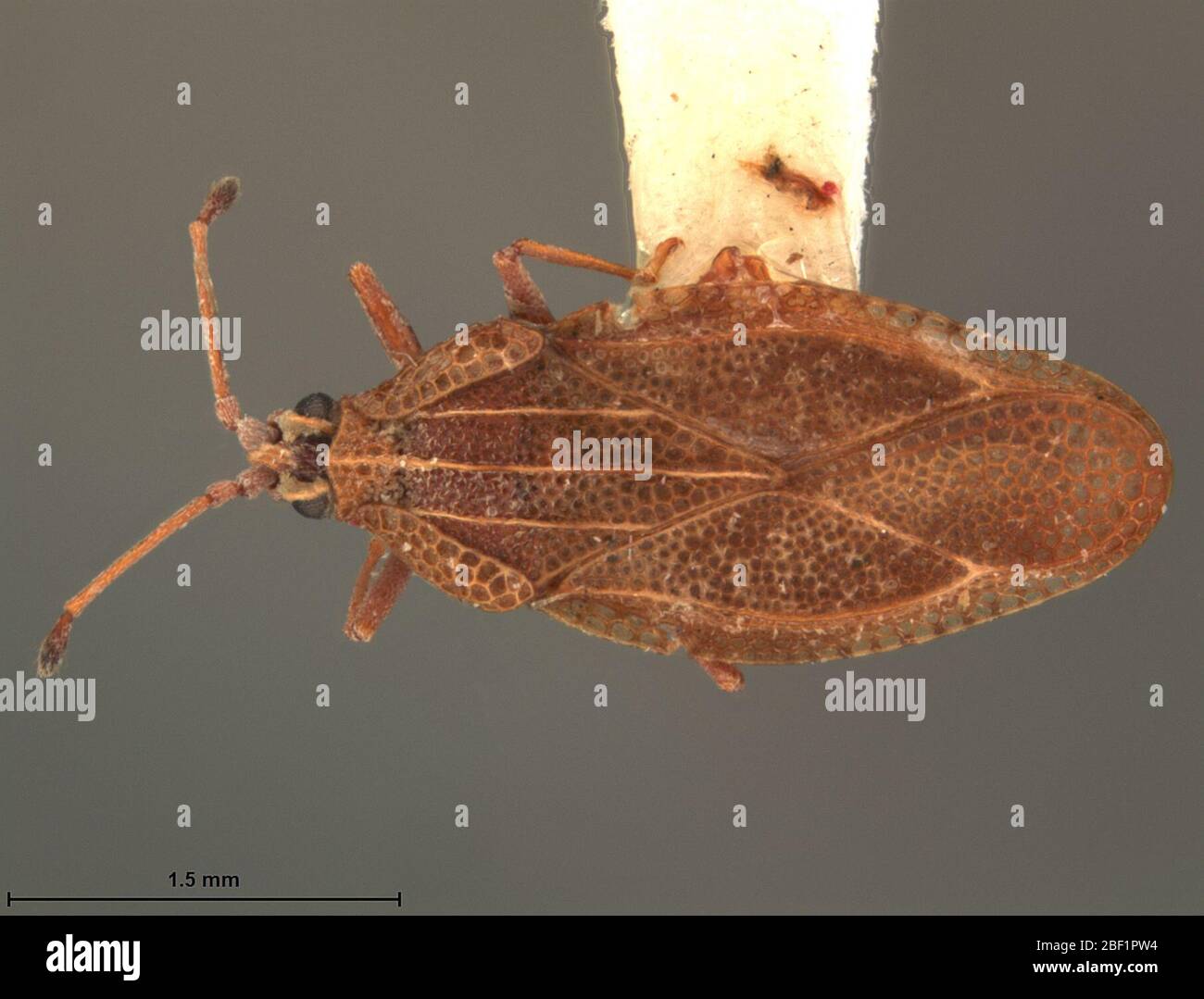 Ruris hi-res stock photography and images - Alamy