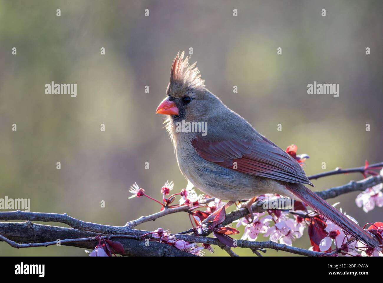 Northern Cardinal female, Cardinalis cardinalis, perched on a flowering ...