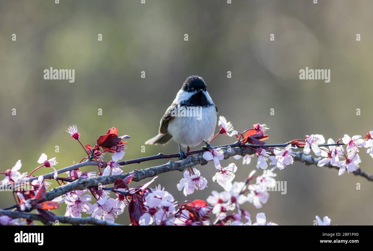 Bird chickadee flower hi-res stock photography and images - Alamy