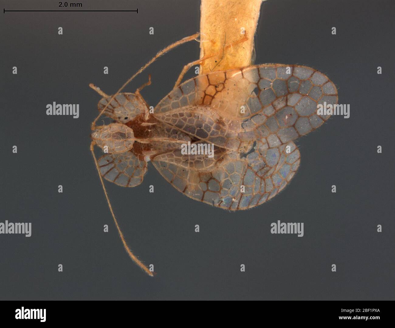 Stephanitis hi-res stock photography and images - Alamy