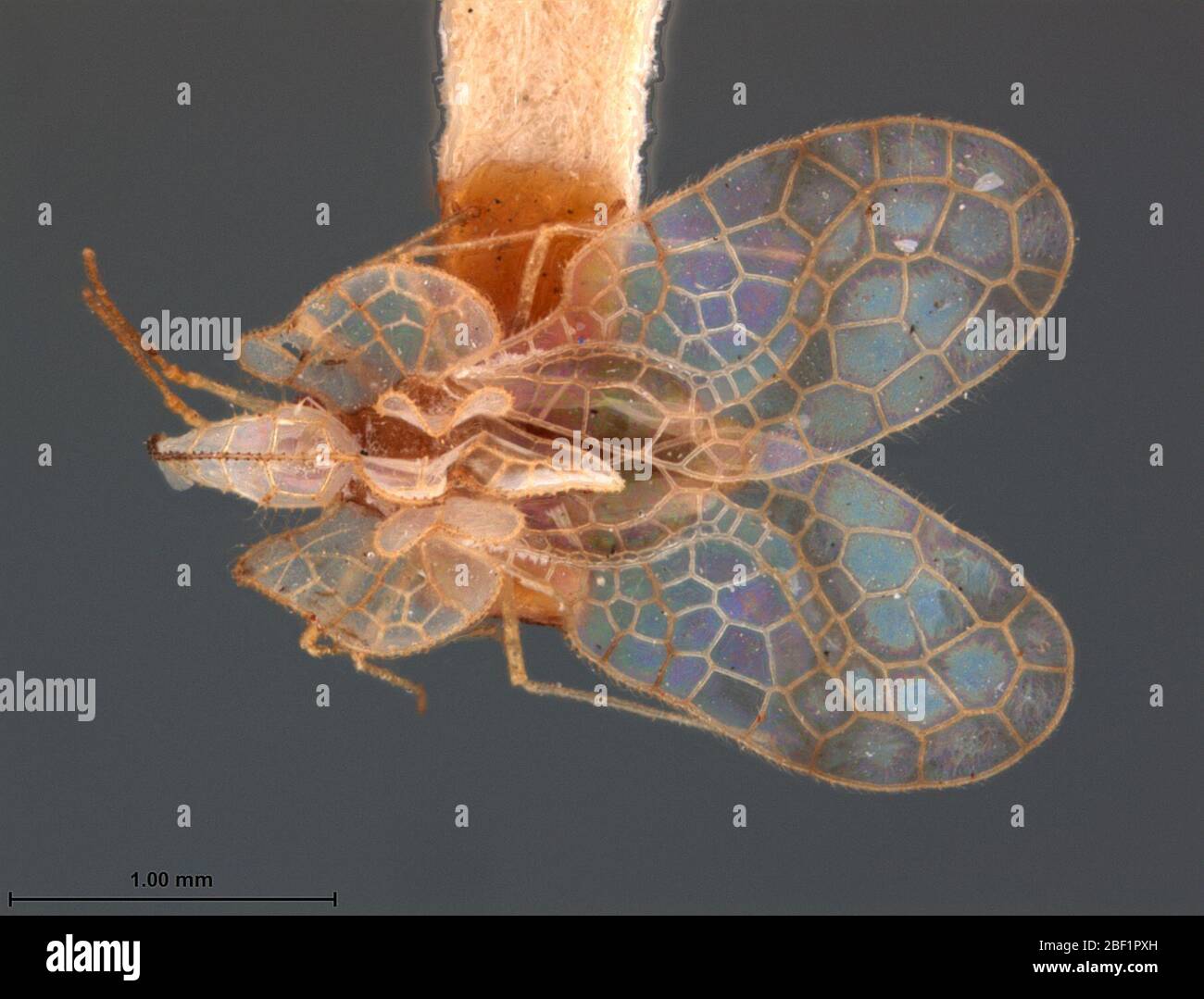 Stephanitis hi-res stock photography and images - Alamy