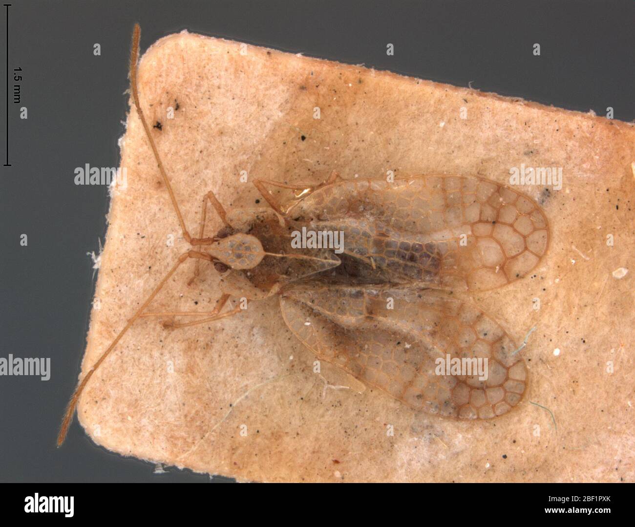 Stephanitis hi-res stock photography and images - Alamy