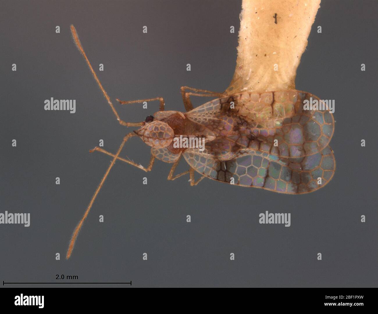 Stephanitis hi-res stock photography and images - Alamy