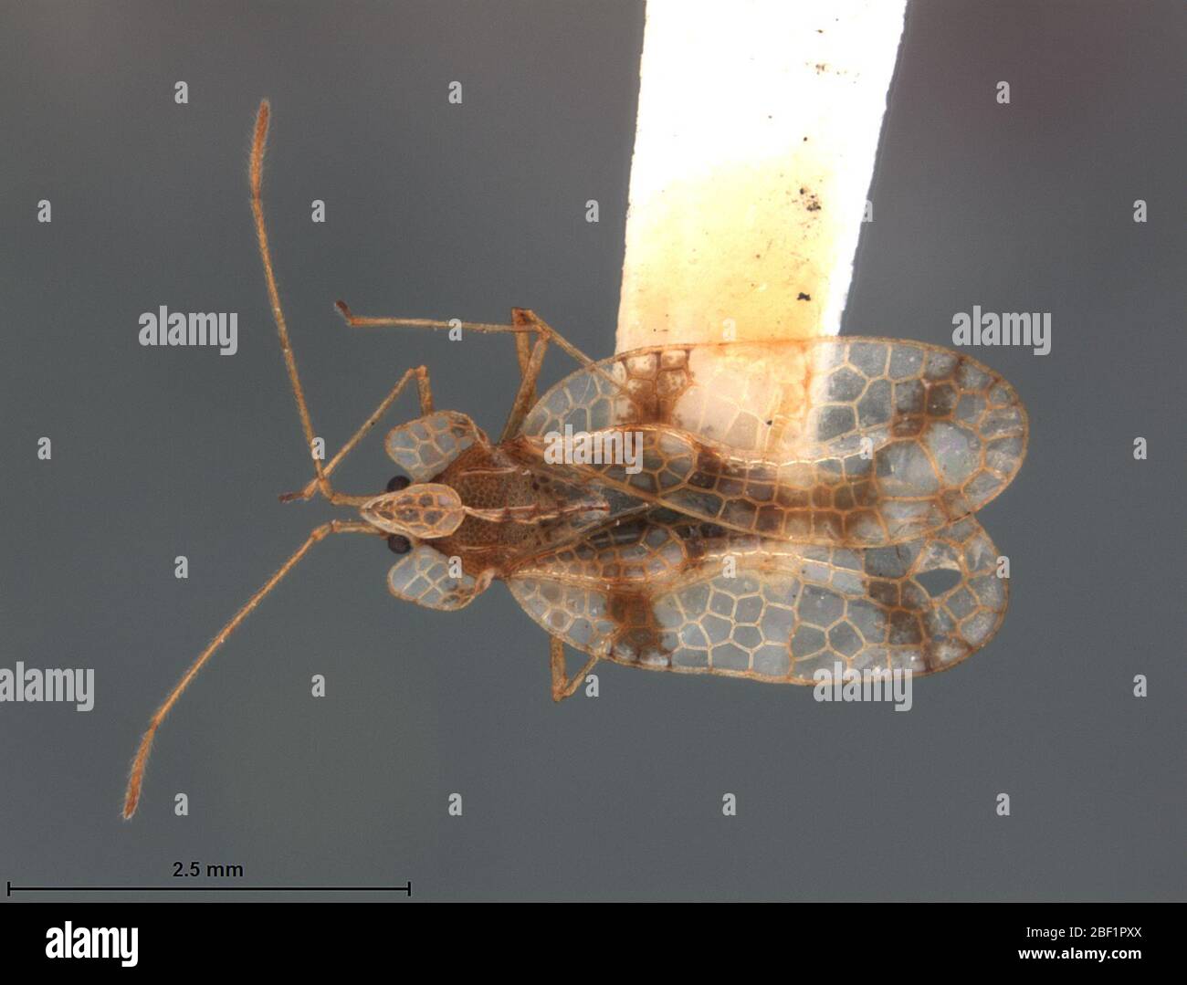 Stephanitis hi-res stock photography and images - Alamy