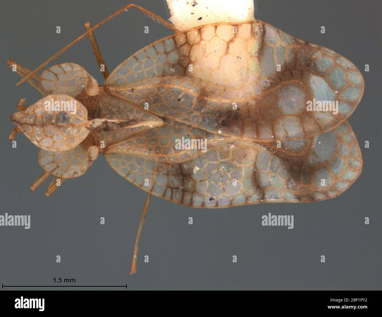 Stephanitis hi-res stock photography and images - Alamy