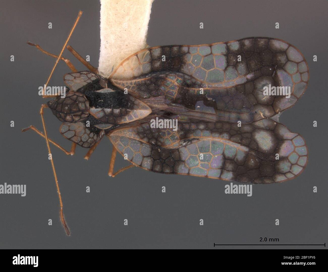 Stephanitis hi-res stock photography and images - Alamy