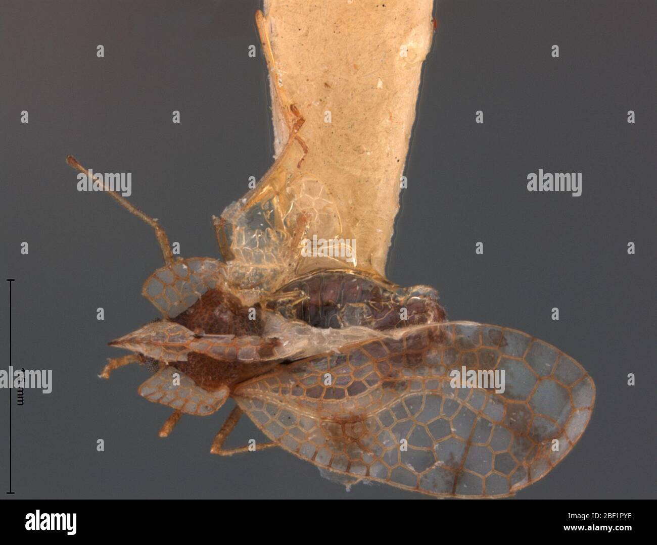 Stephanitis hi-res stock photography and images - Alamy