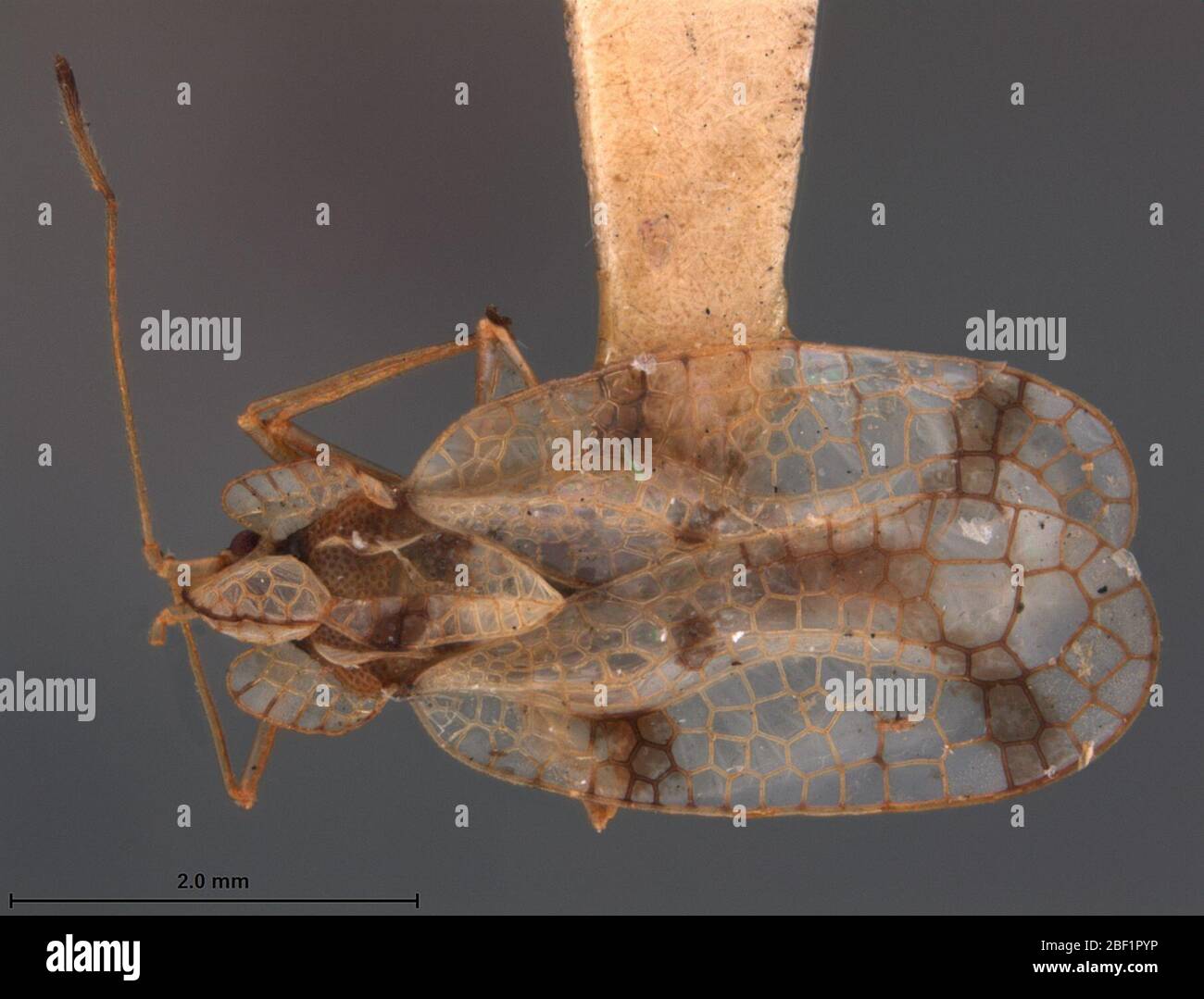 Stephanitis hi-res stock photography and images - Alamy