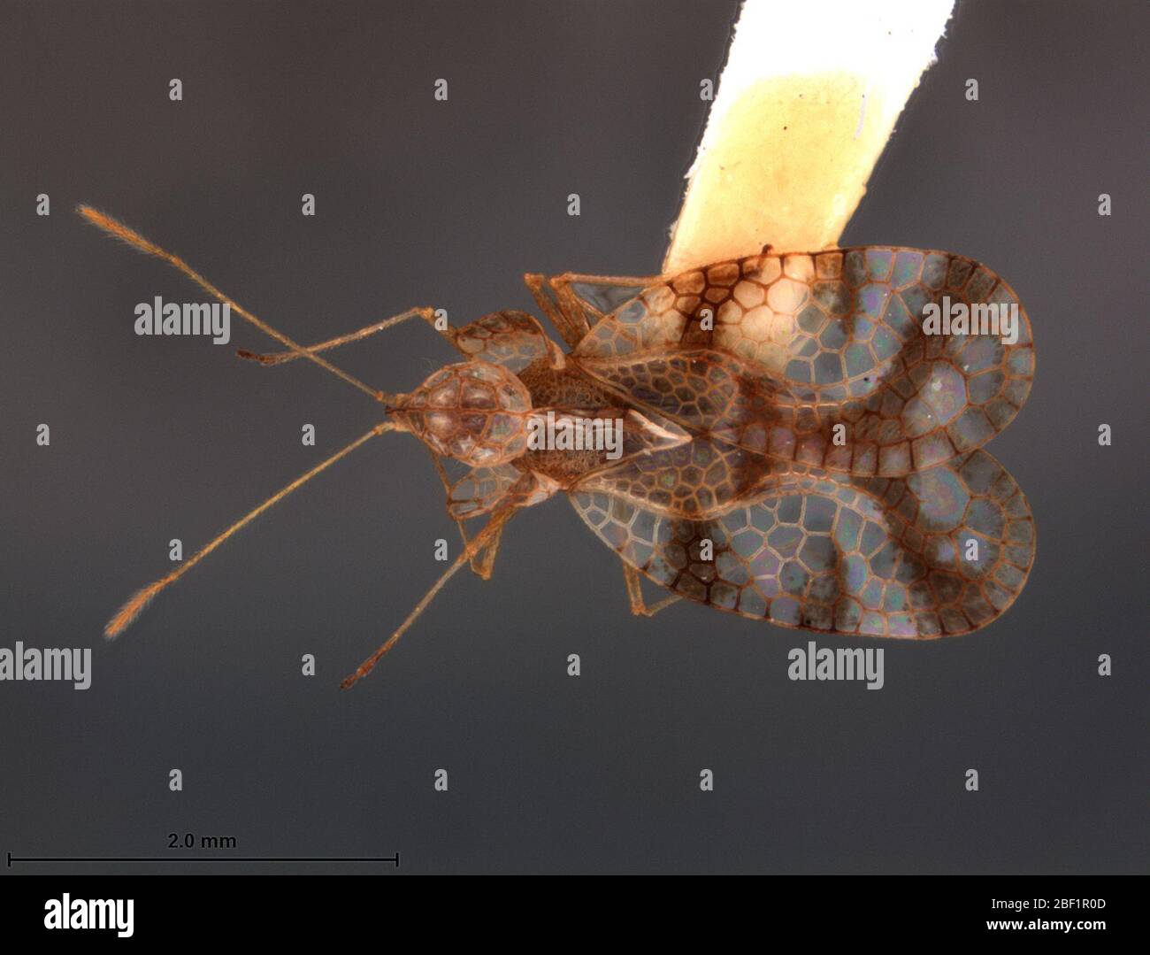 Stephanitis outouana. 13 Apr 20171 Stock Photo - Alamy