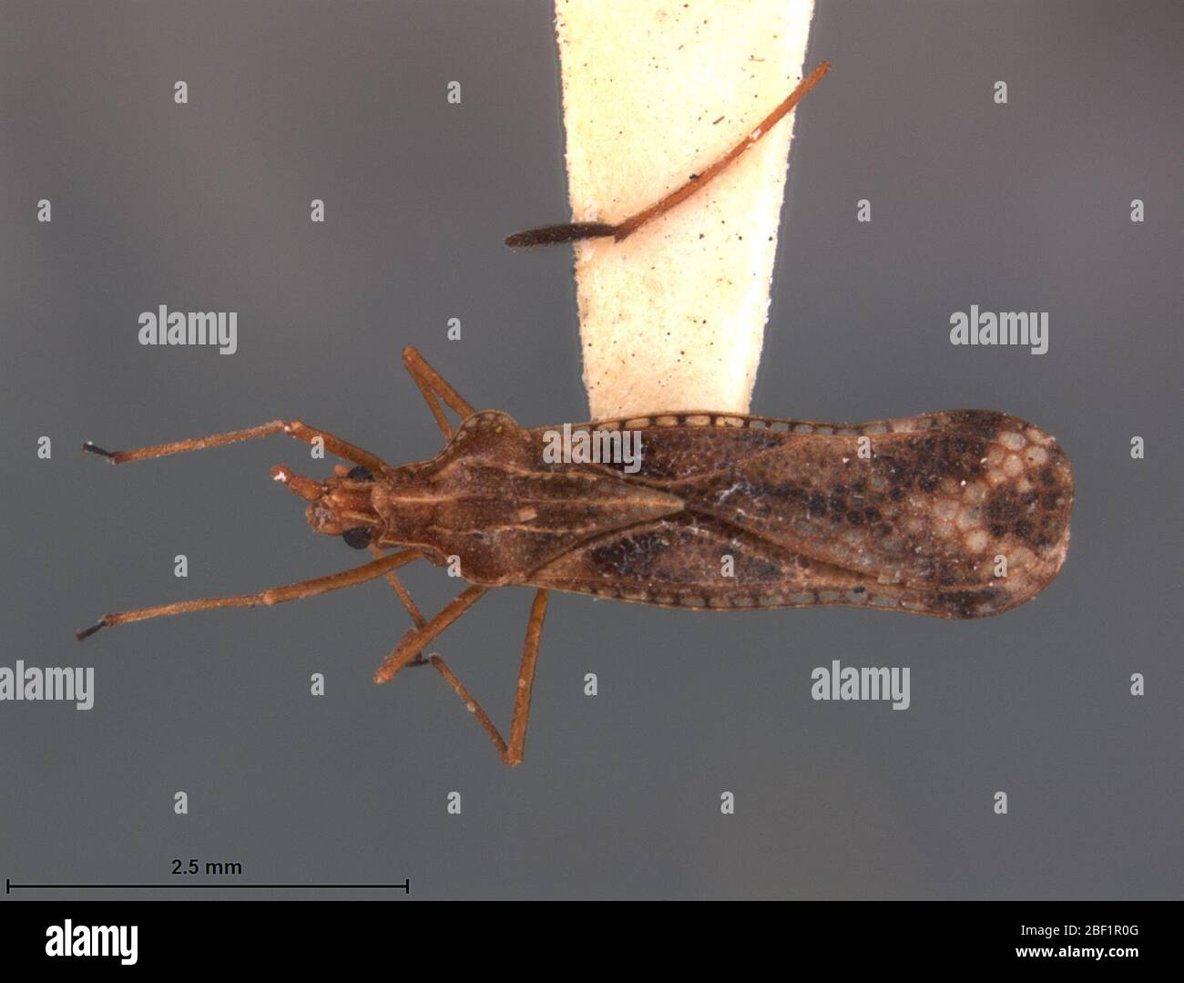 Adelphe hi-res stock photography and images - Alamy