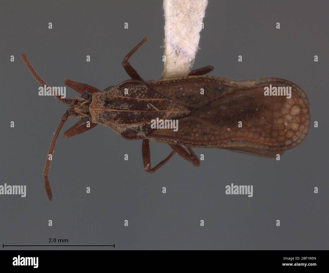 Teleonemia inops. 13 Apr 20171 Stock Photo - Alamy