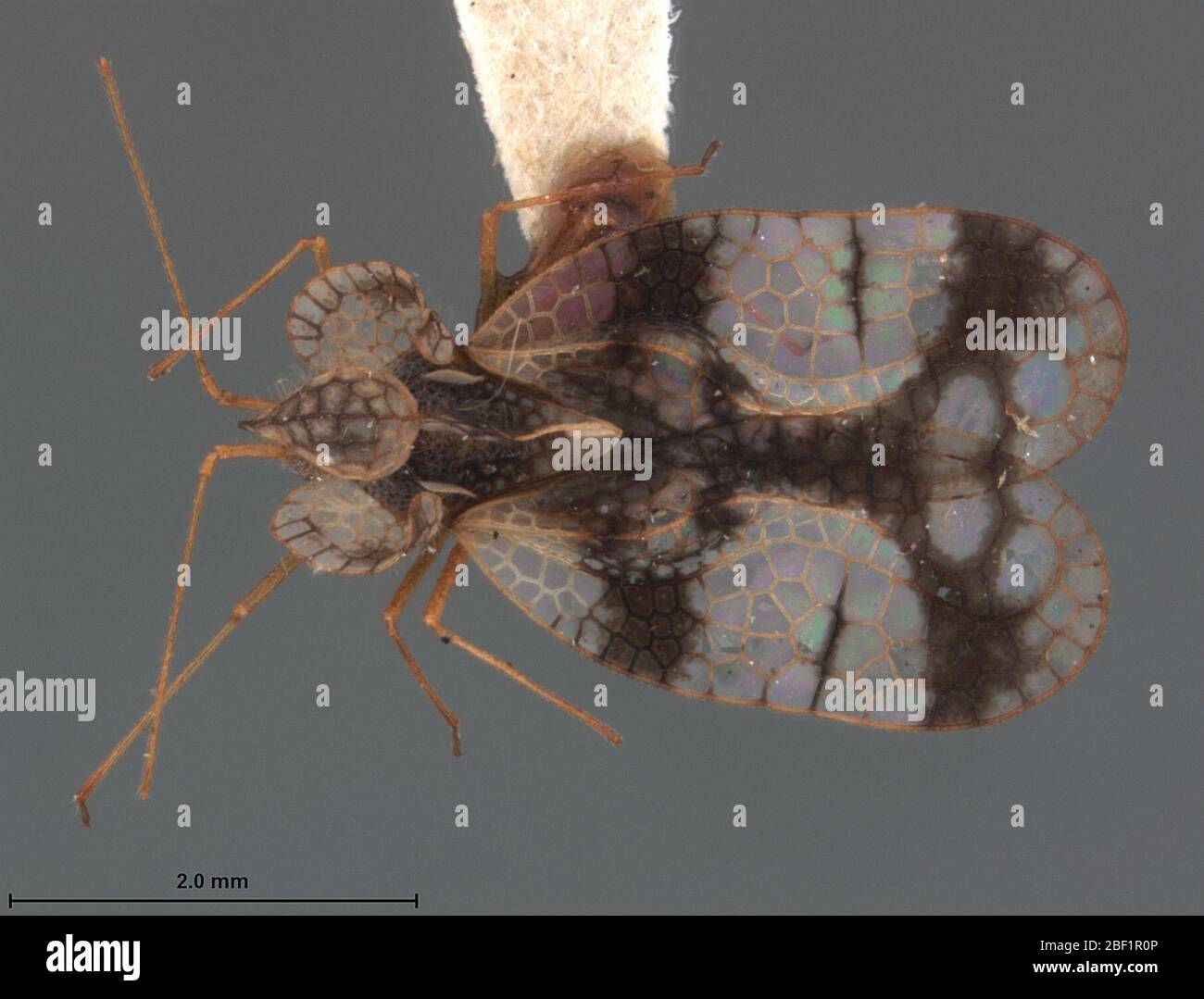 Stephanitis gressitti. 13 Apr 20171 Stock Photo - Alamy