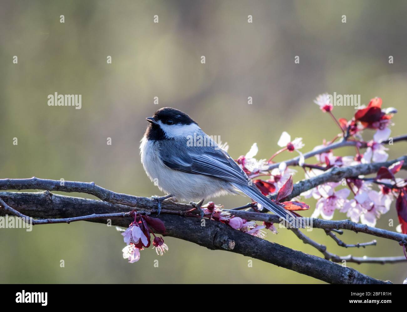 Black-capped Chickadee, Poecile atricapillus, perched on a flowering ...