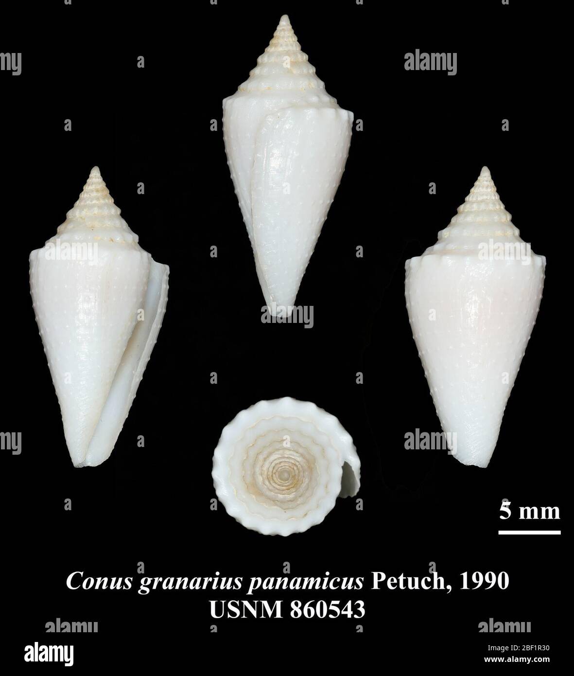 Granarius hi-res stock photography and images - Alamy