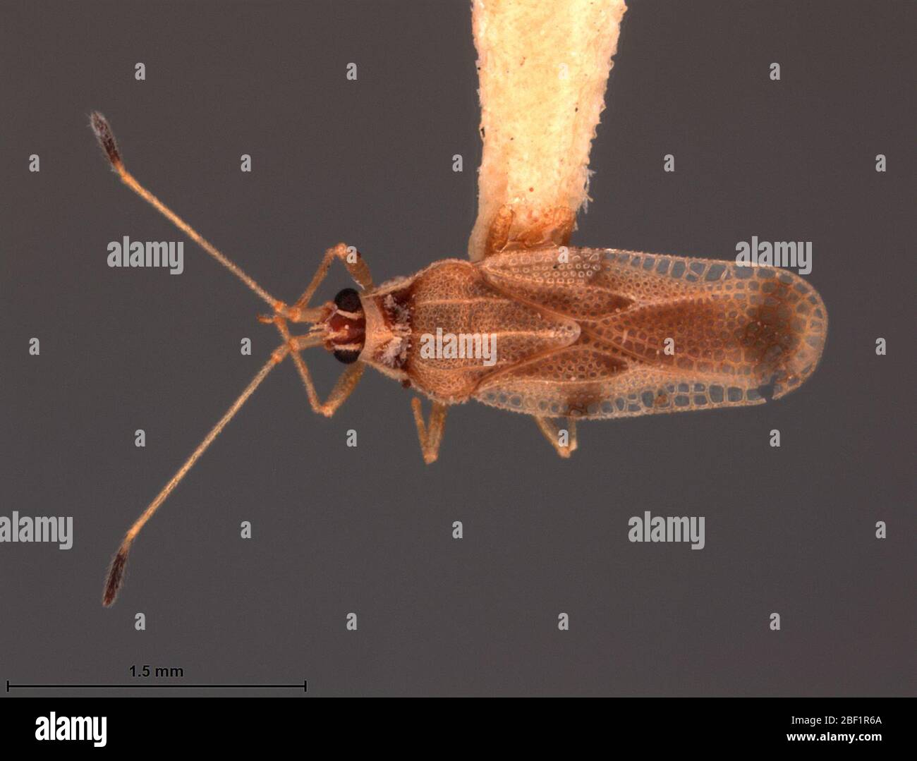 Tingis High Resolution Stock Photography and Images - Alamy