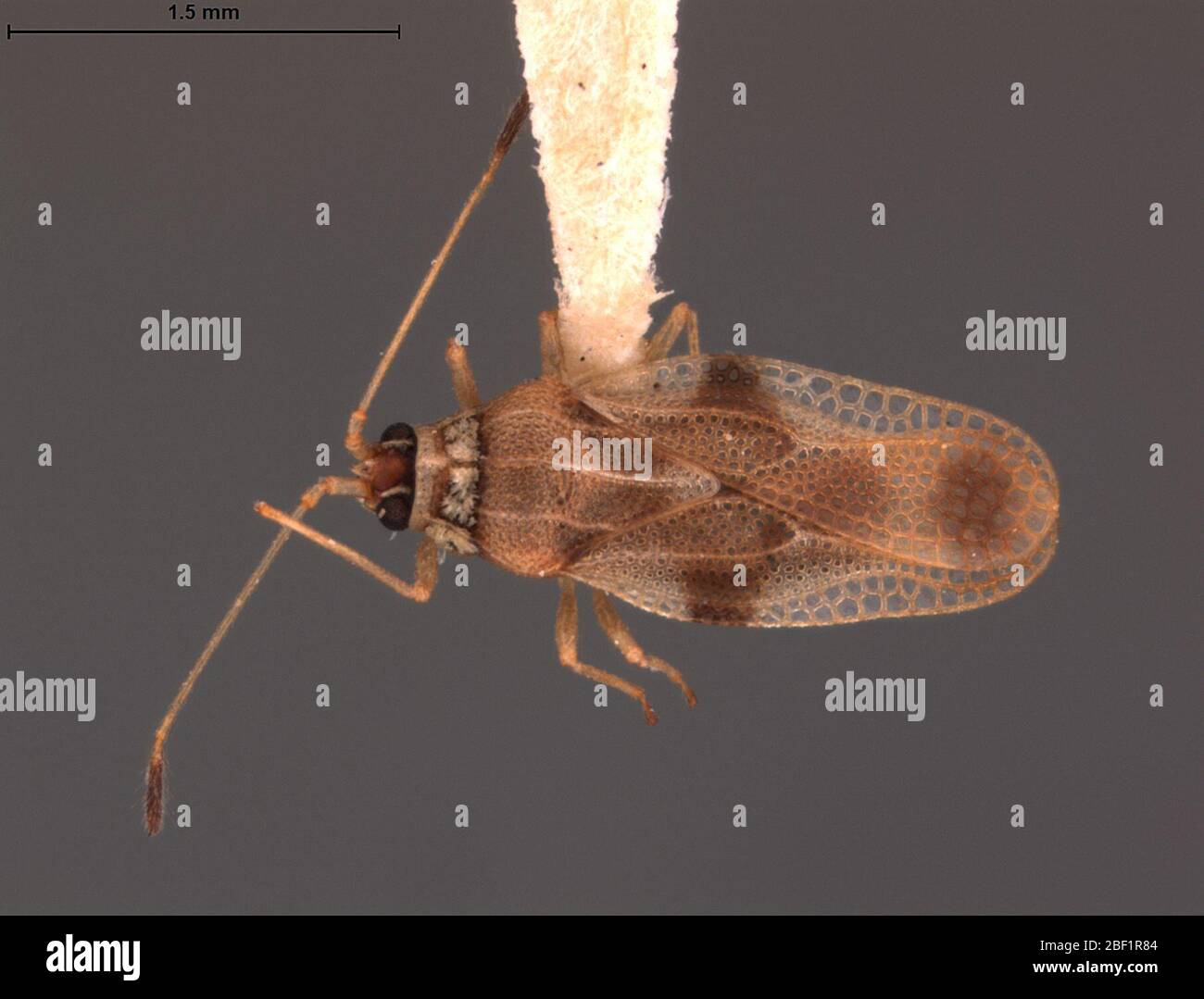 Tingis hi-res stock photography and images - Alamy