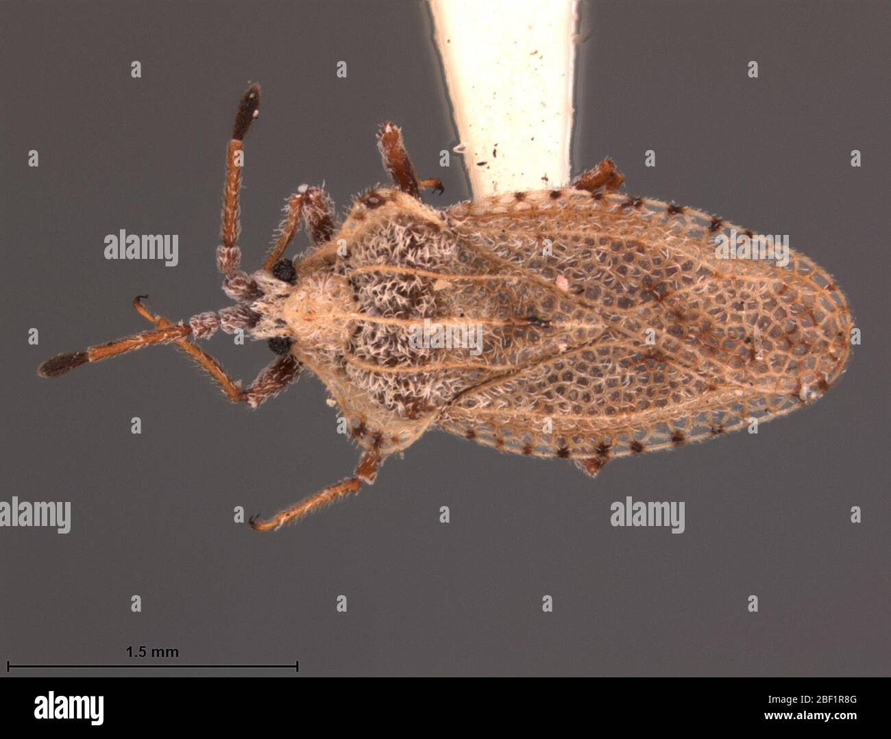 Tingis hi-res stock photography and images - Alamy