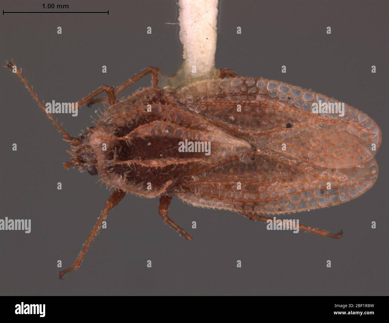 Tingis hi-res stock photography and images - Alamy