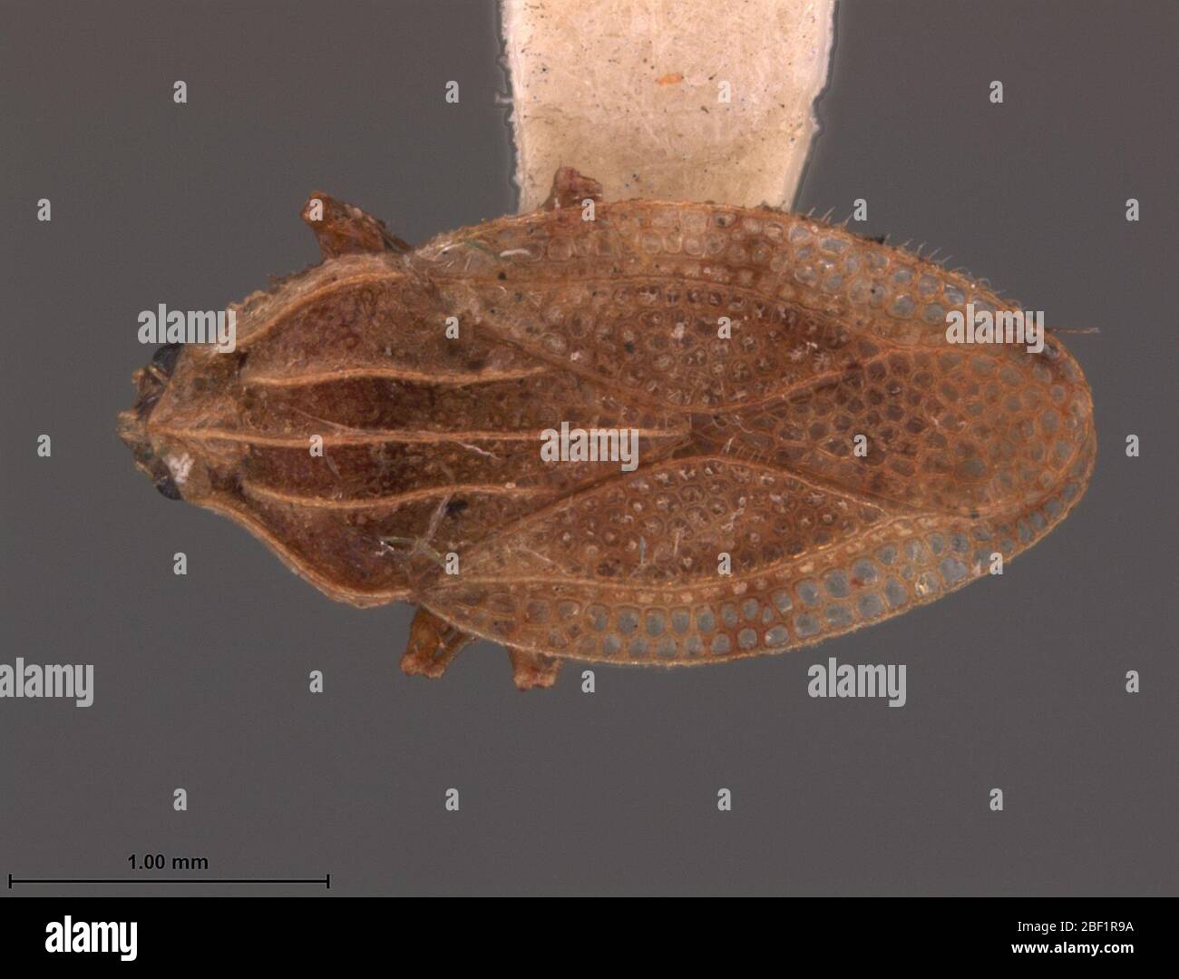 Tingis High Resolution Stock Photography and Images - Alamy