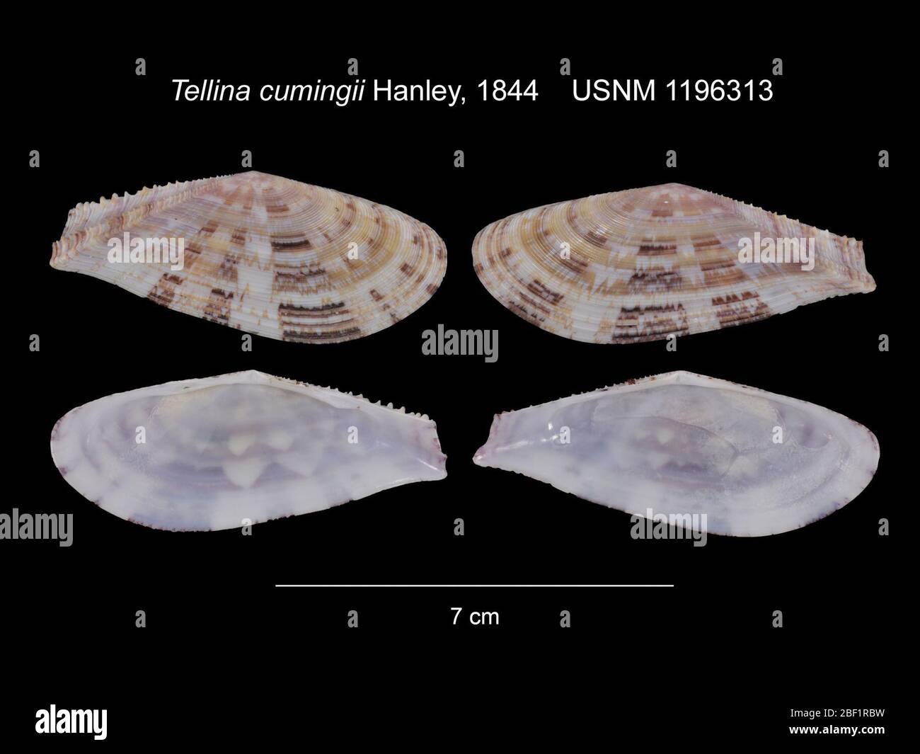 Tellina hi-res stock photography and images - Alamy