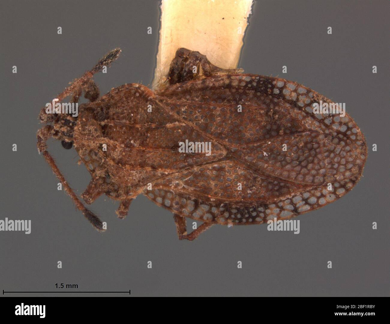 Tingis hi-res stock photography and images - Alamy