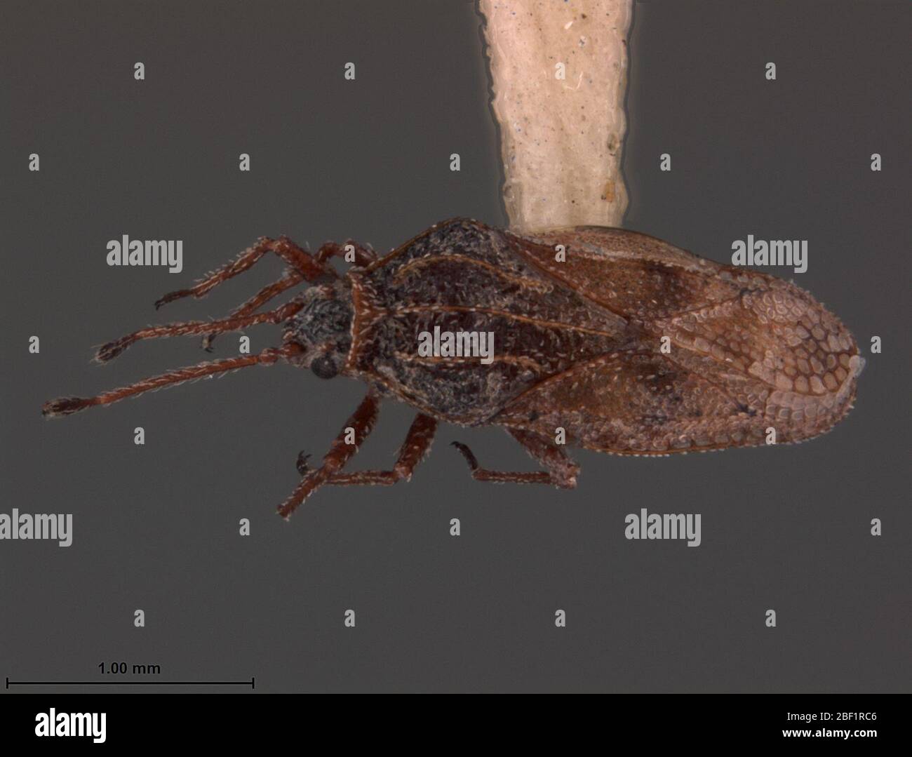 Tingis hi-res stock photography and images - Alamy