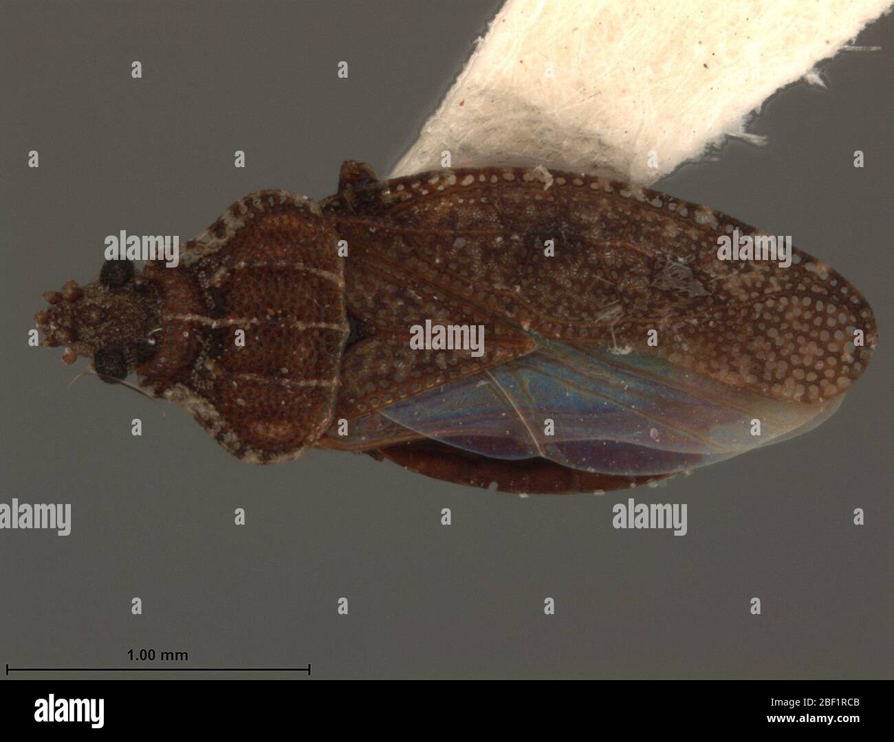 Sinalda hi-res stock photography and images - Alamy