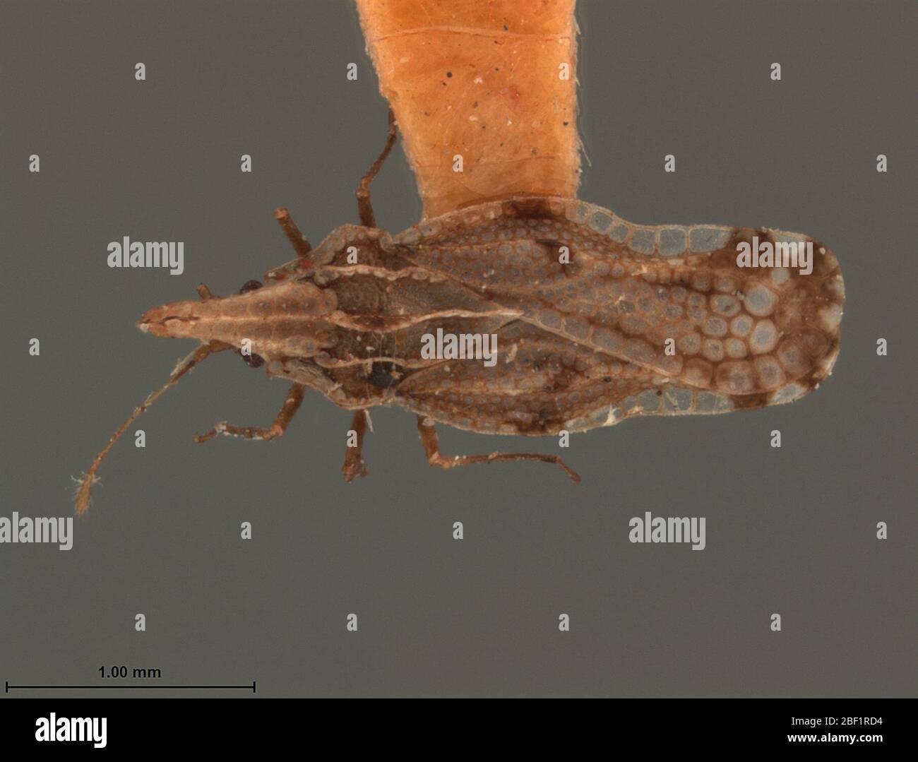 Corythaica hi-res stock photography and images - Alamy