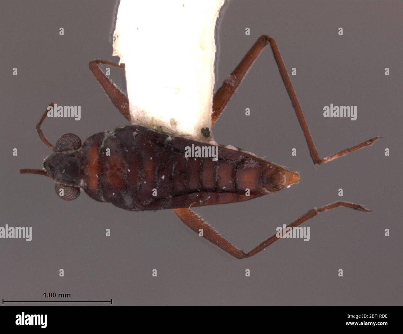 Microvelia hi-res stock photography and images - Alamy