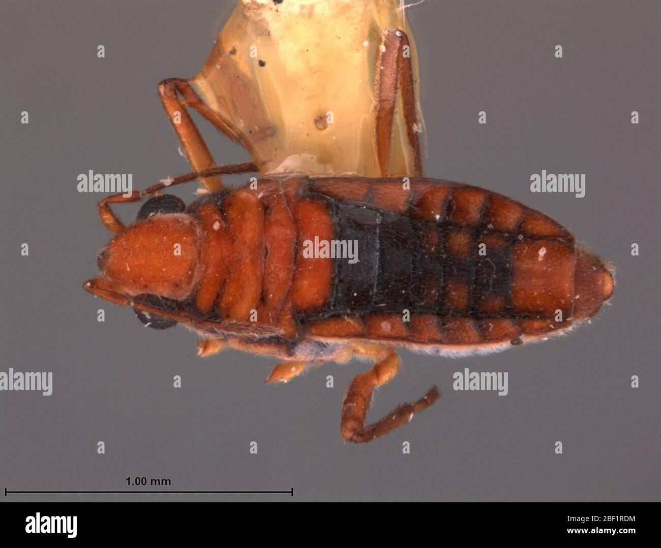 Microvelia chilena. 13 Apr 20171 Stock Photo - Alamy