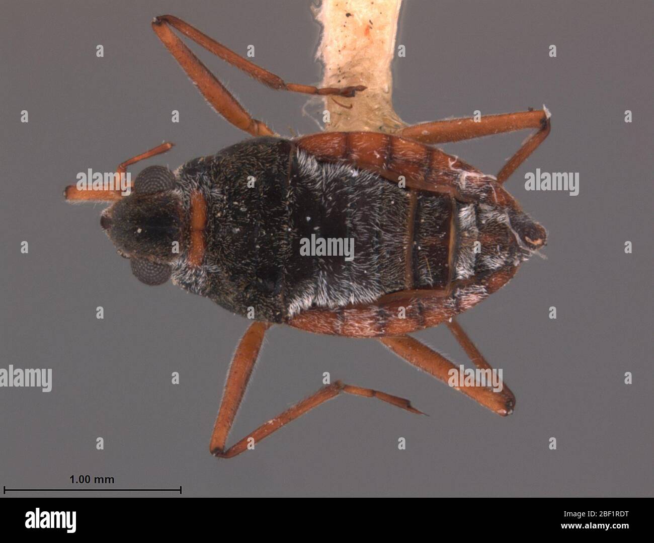 Microvelia hi-res stock photography and images - Alamy