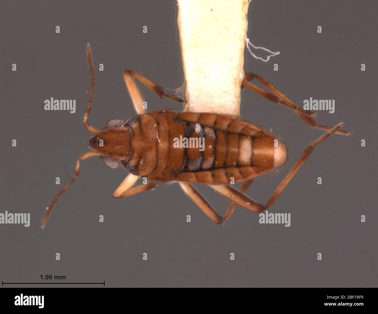 Microvelia hi-res stock photography and images - Alamy