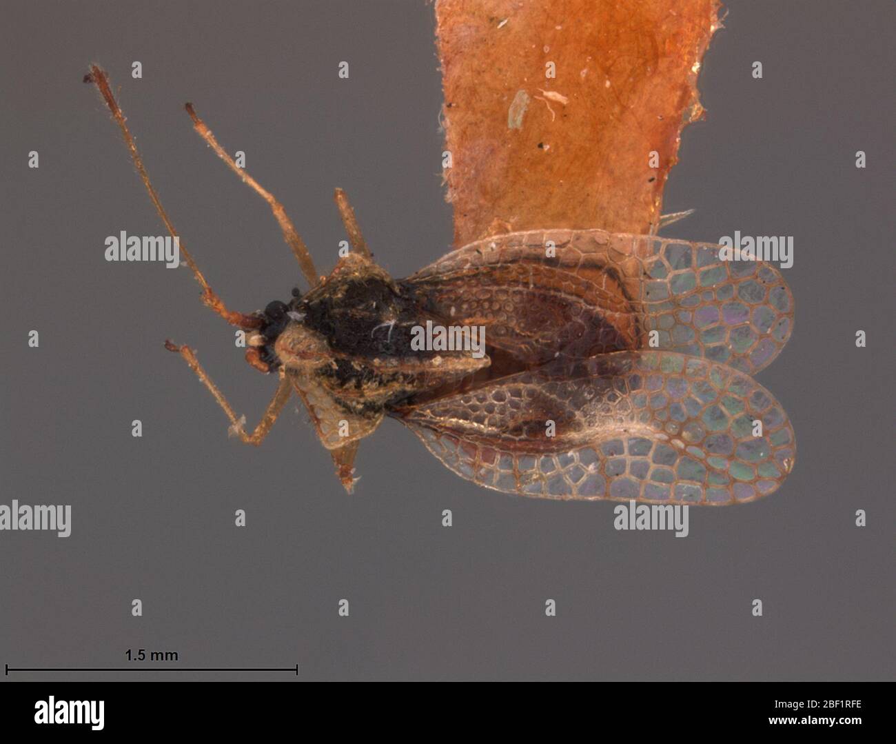 Gargaphia bimaculata. 13 Apr 20171 Stock Photo - Alamy