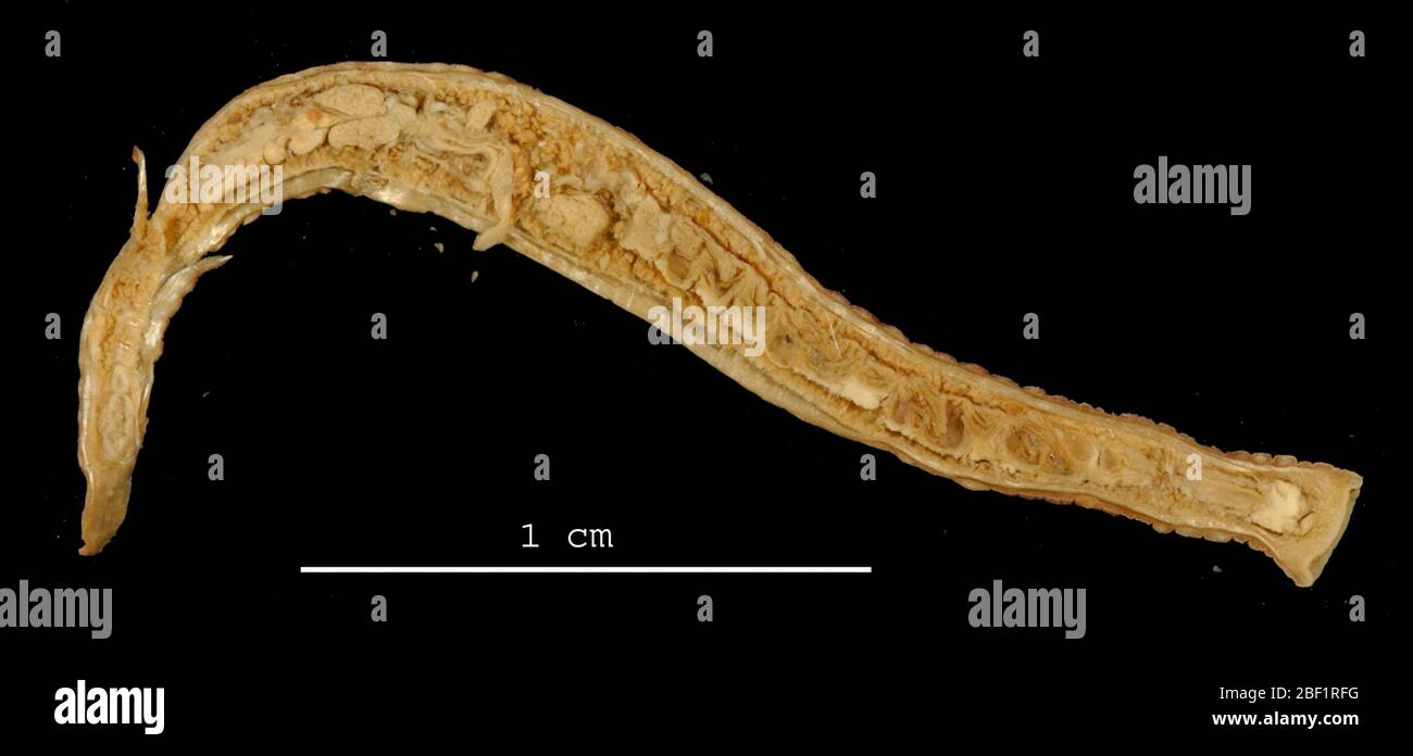 Pontobdella rugosa. 10 Jan 20132 Stock Photo - Alamy