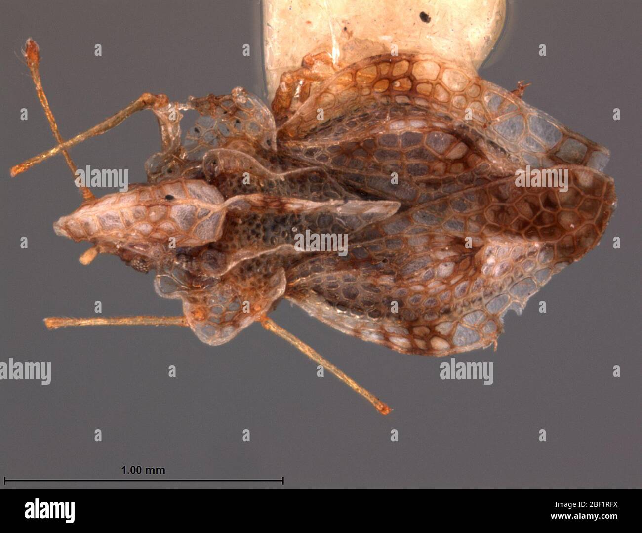 Tingis hi-res stock photography and images - Alamy