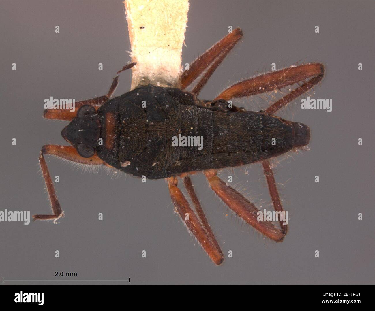 Microvelia hi-res stock photography and images - Alamy