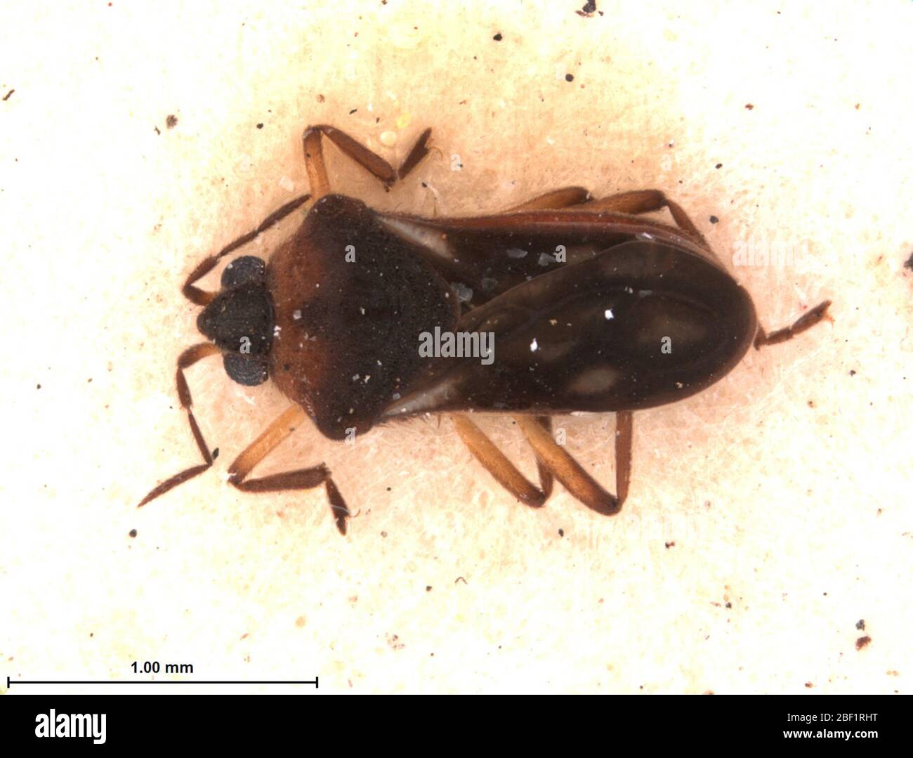 Microvelia hi-res stock photography and images - Alamy
