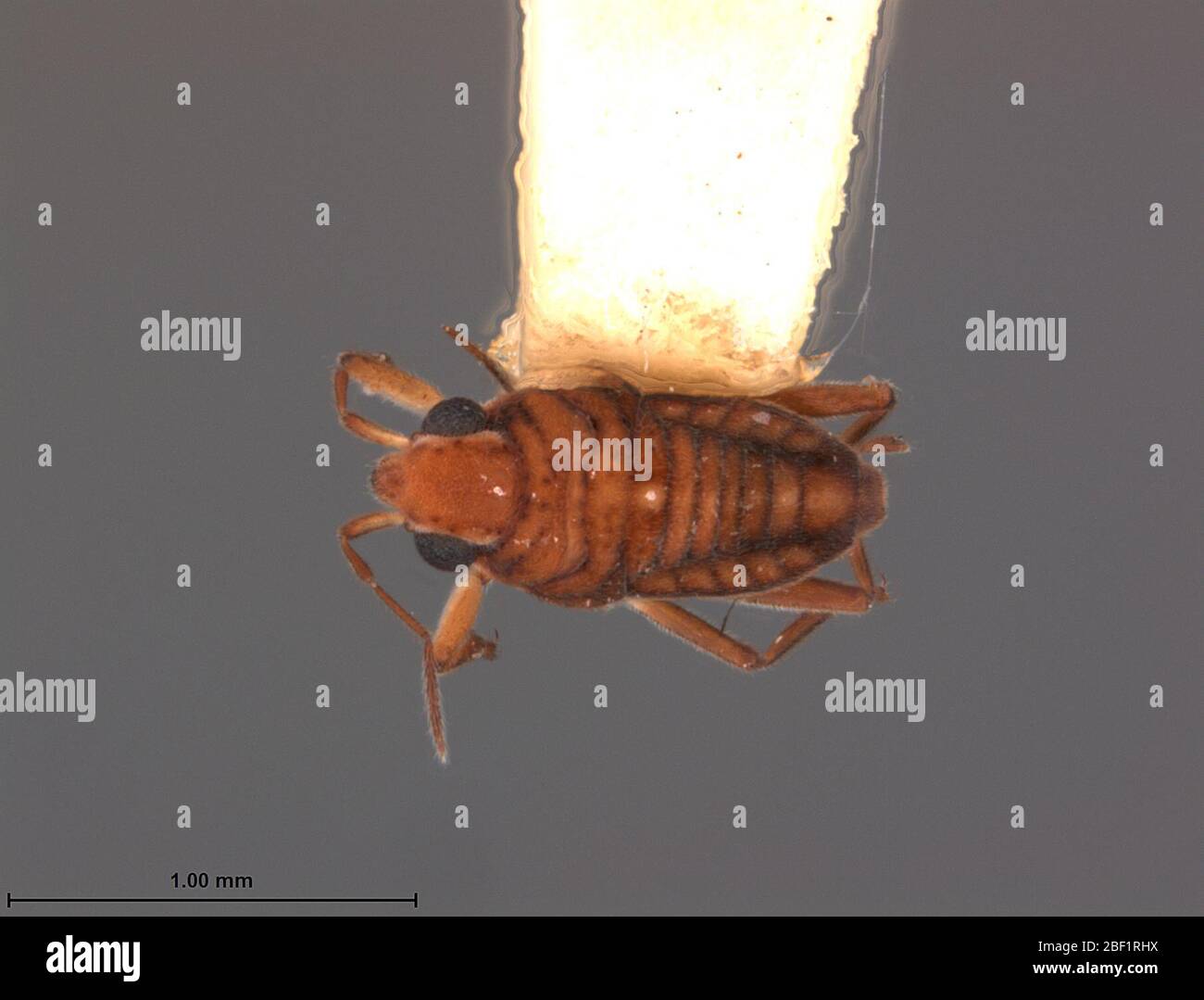 Microvelia hi-res stock photography and images - Alamy