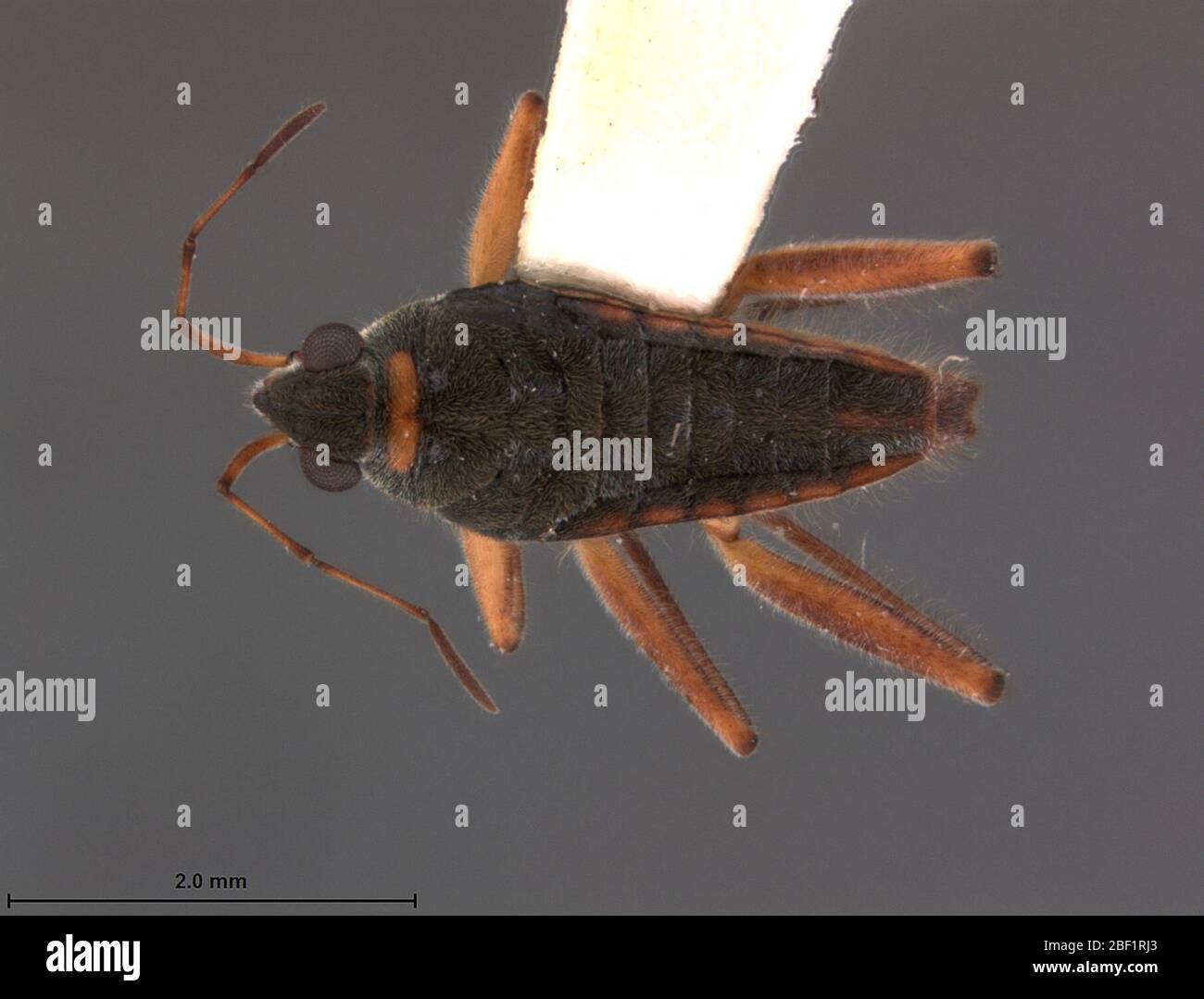 Microvelia hi-res stock photography and images - Alamy