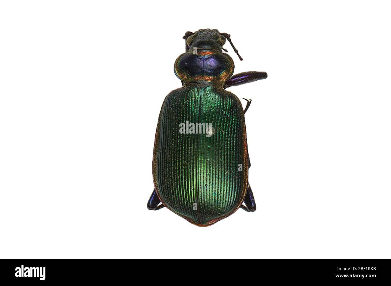 Fiery searcher beetle hi-res stock photography and images - Alamy
