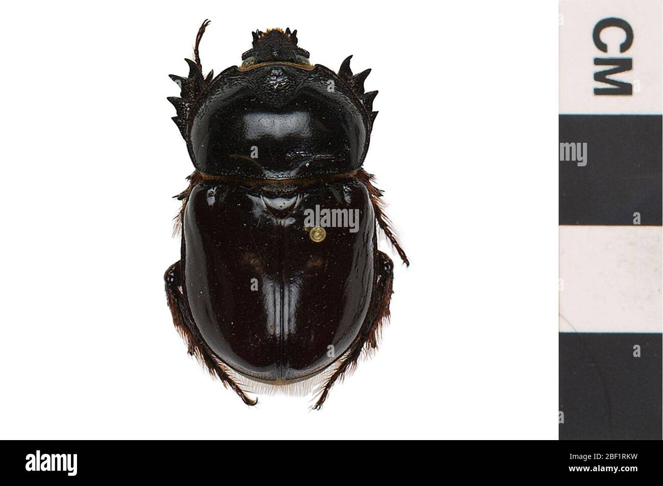 Variegated mud loving beetle hi-res stock photography and images - Alamy