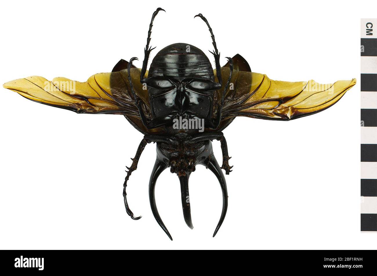 Atlas beetle hi-res stock photography and images - Alamy