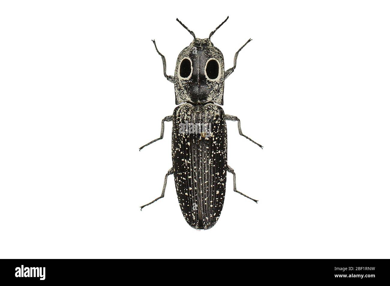 Eyed click beetle Cut Out Stock Images & Pictures - Alamy